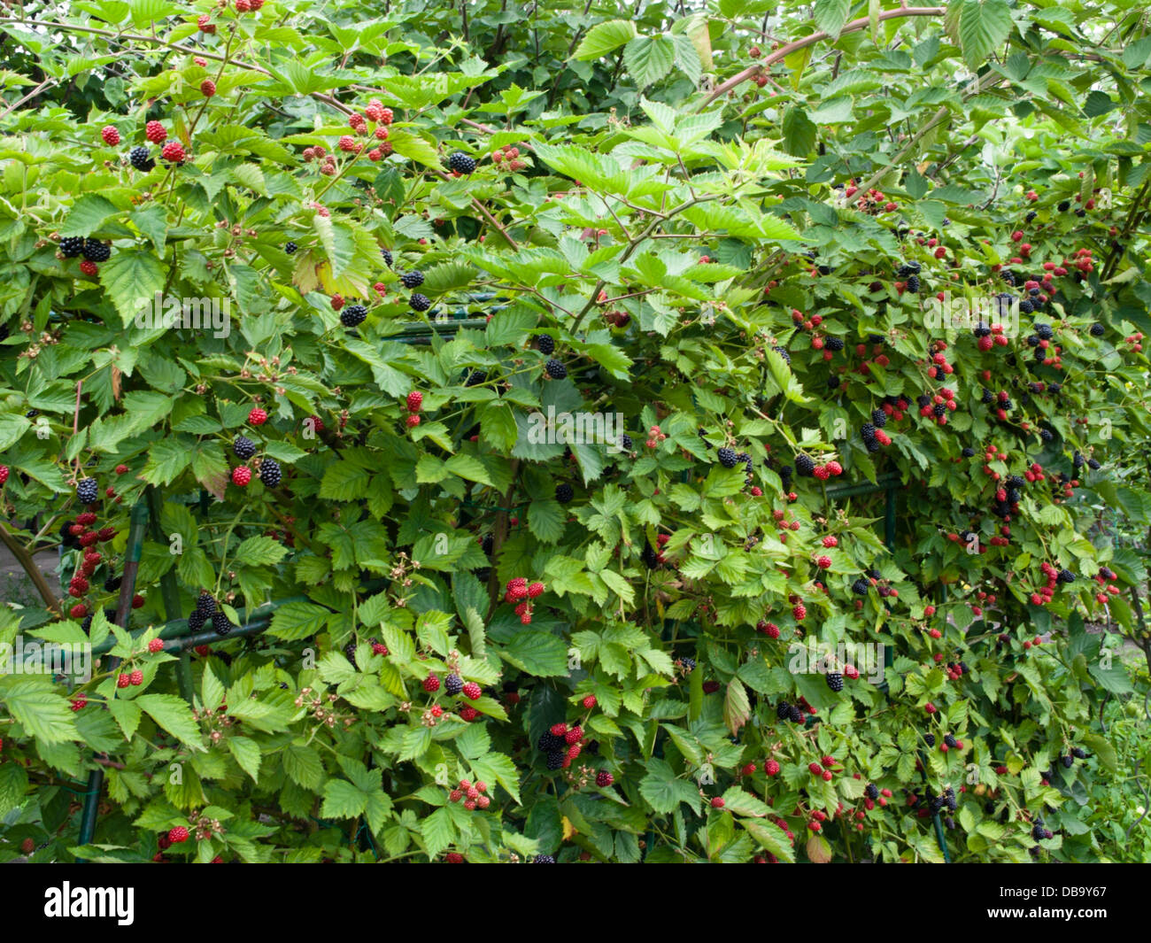 Rubus species hi-res stock photography and images - Alamy