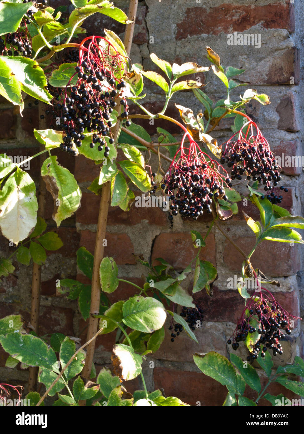 Common elder (Sambucus nigra Stock Photo - Alamy