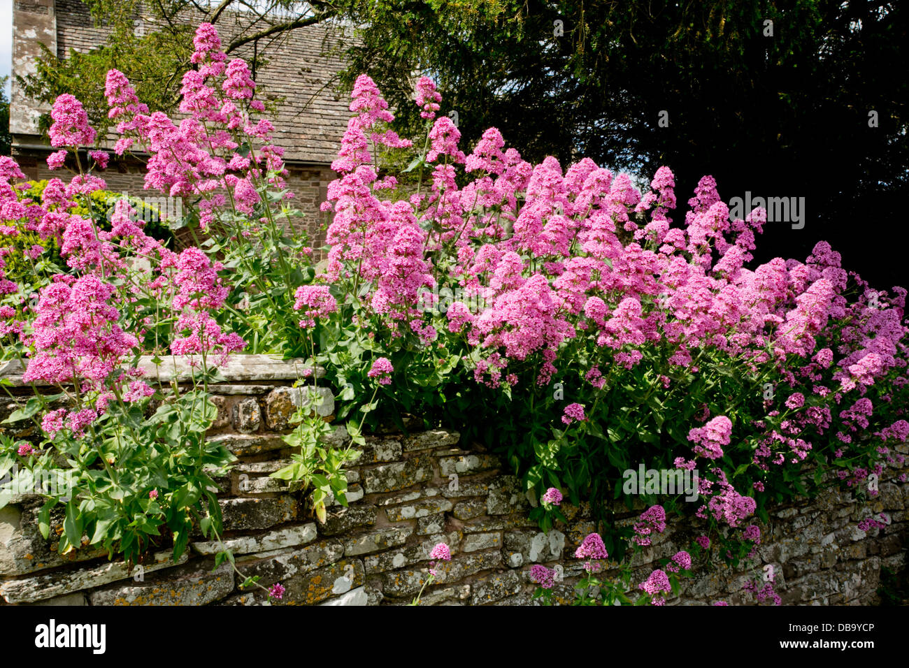 Pretty betsy hi-res stock photography and images - Alamy