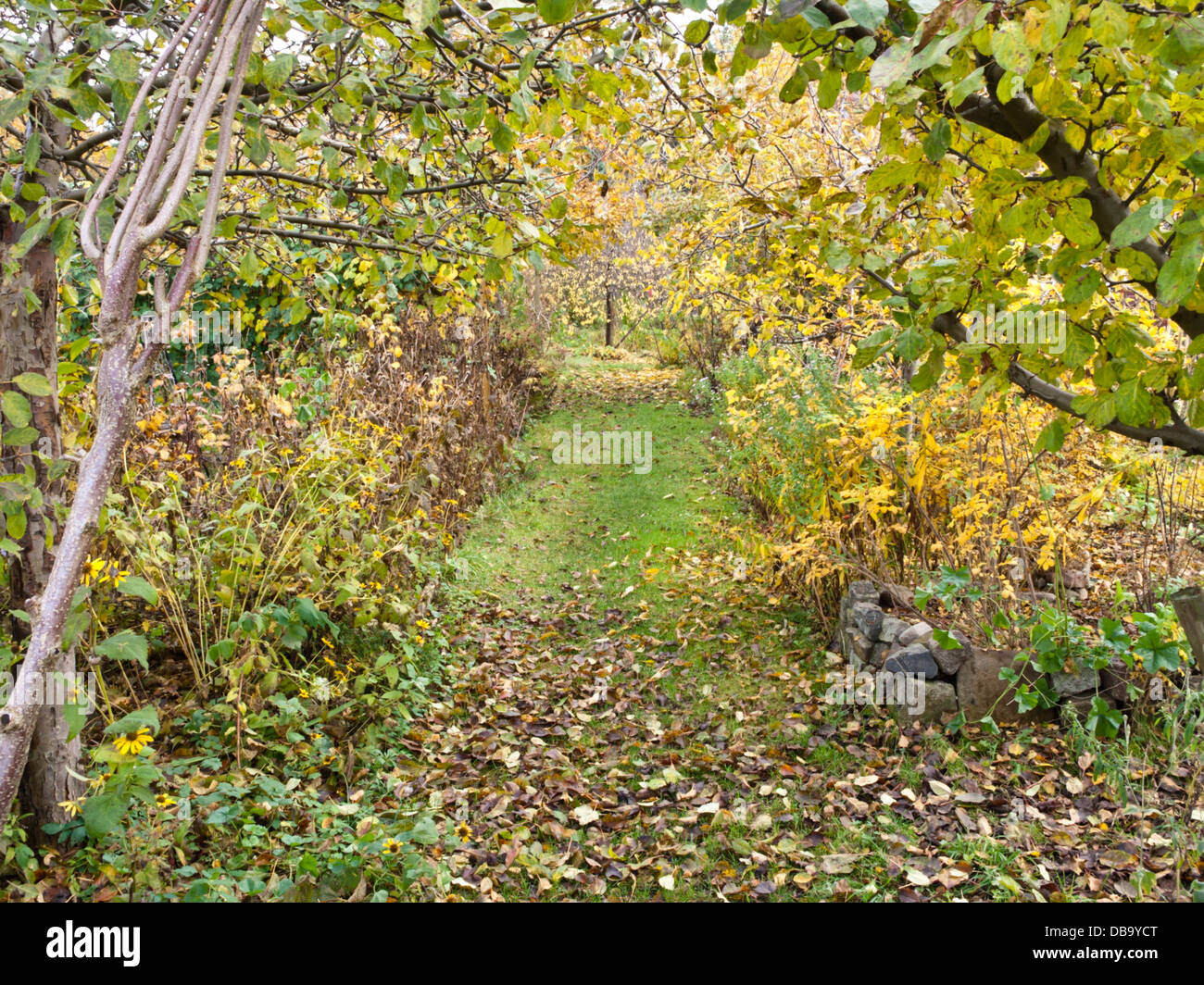 Grass path in an autumnal garden Stock Photo - Alamy