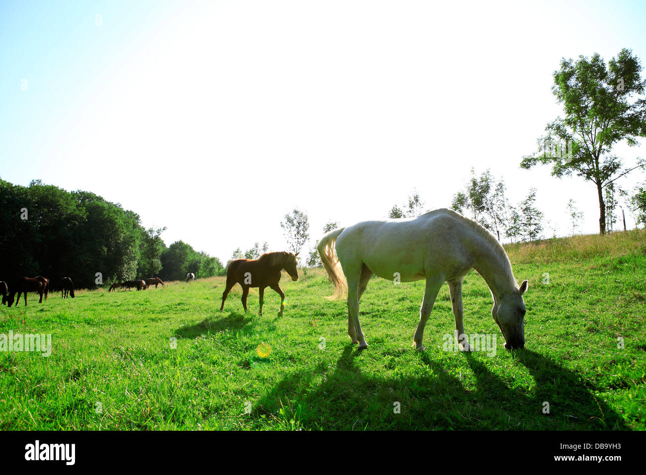Horses graze against landscape hi-res stock photography and images - Alamy