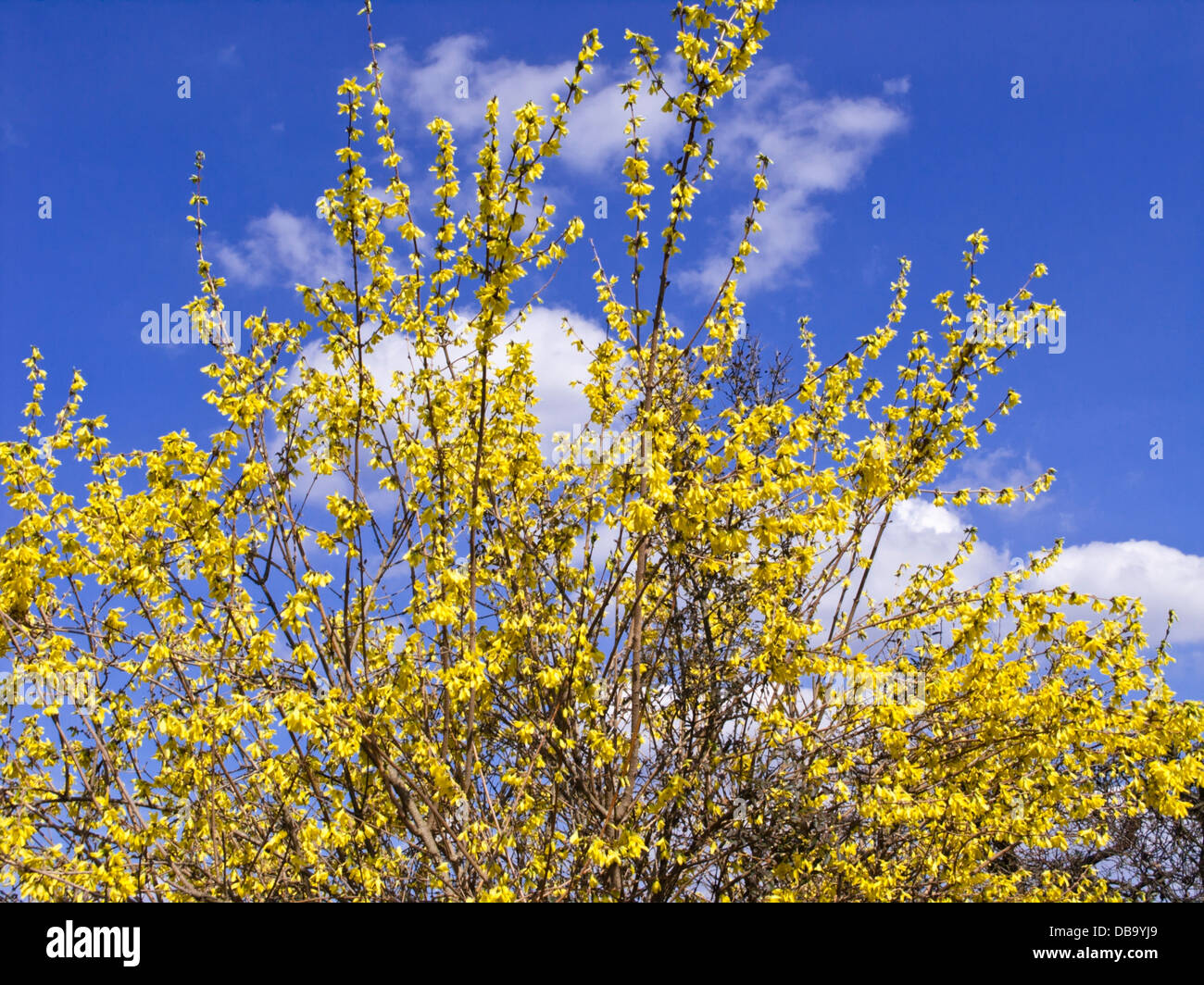 Border forsythia (Forsythia x intermedia Stock Photo - Alamy