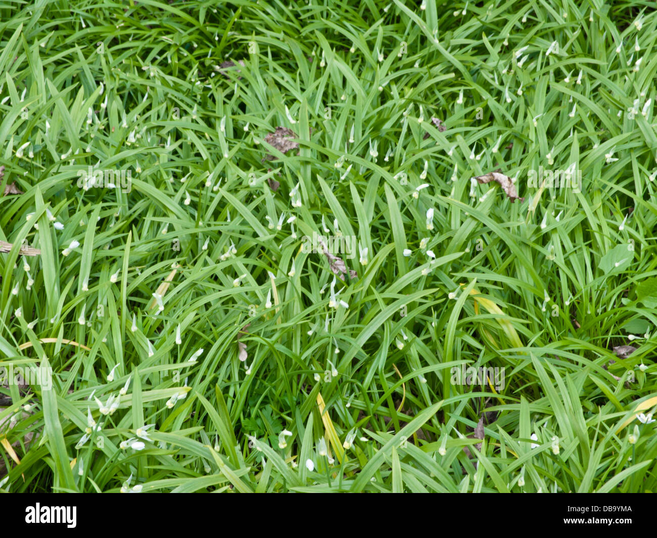 Few flowered leek (Allium paradoxum Stock Photo - Alamy
