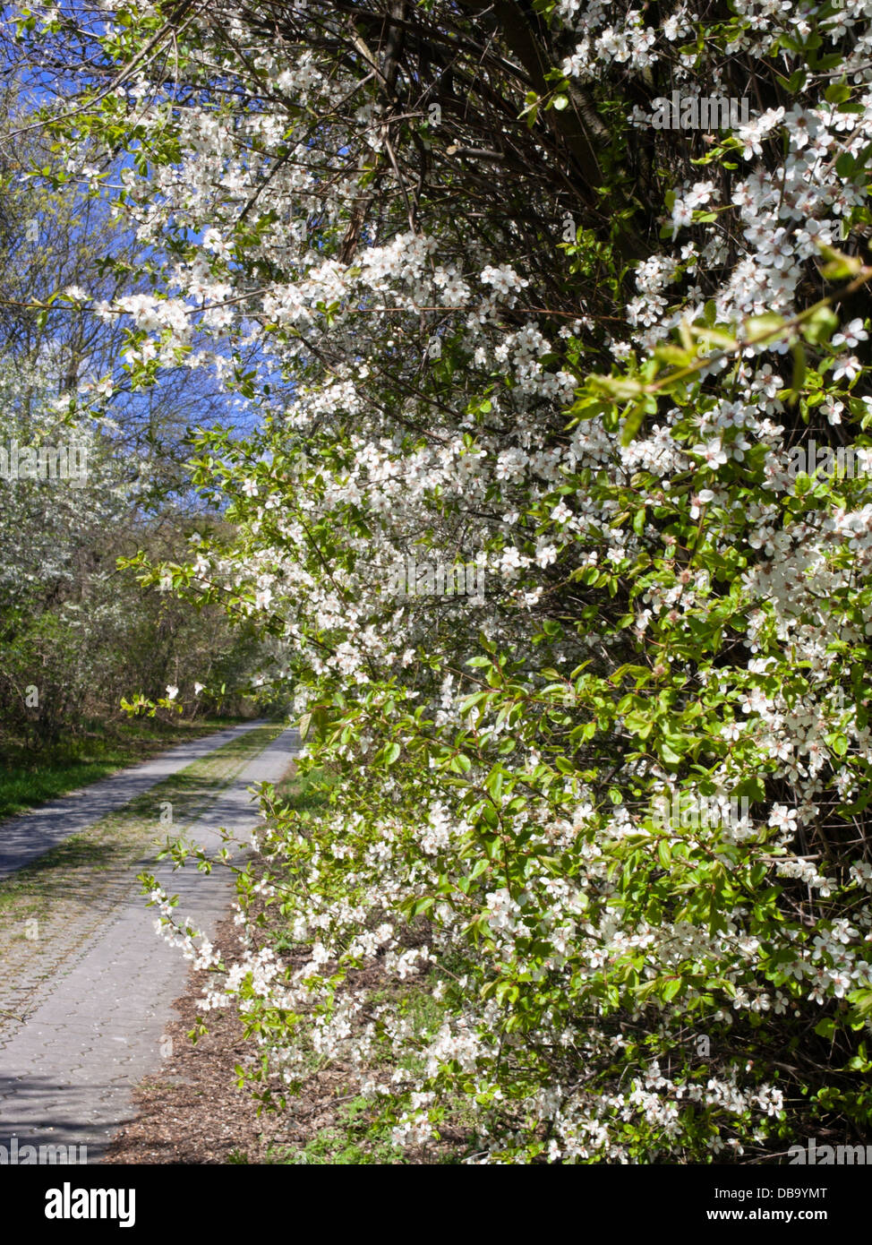 Mirabelle (Prunus domestica subsp. syriaca Stock Photo - Alamy