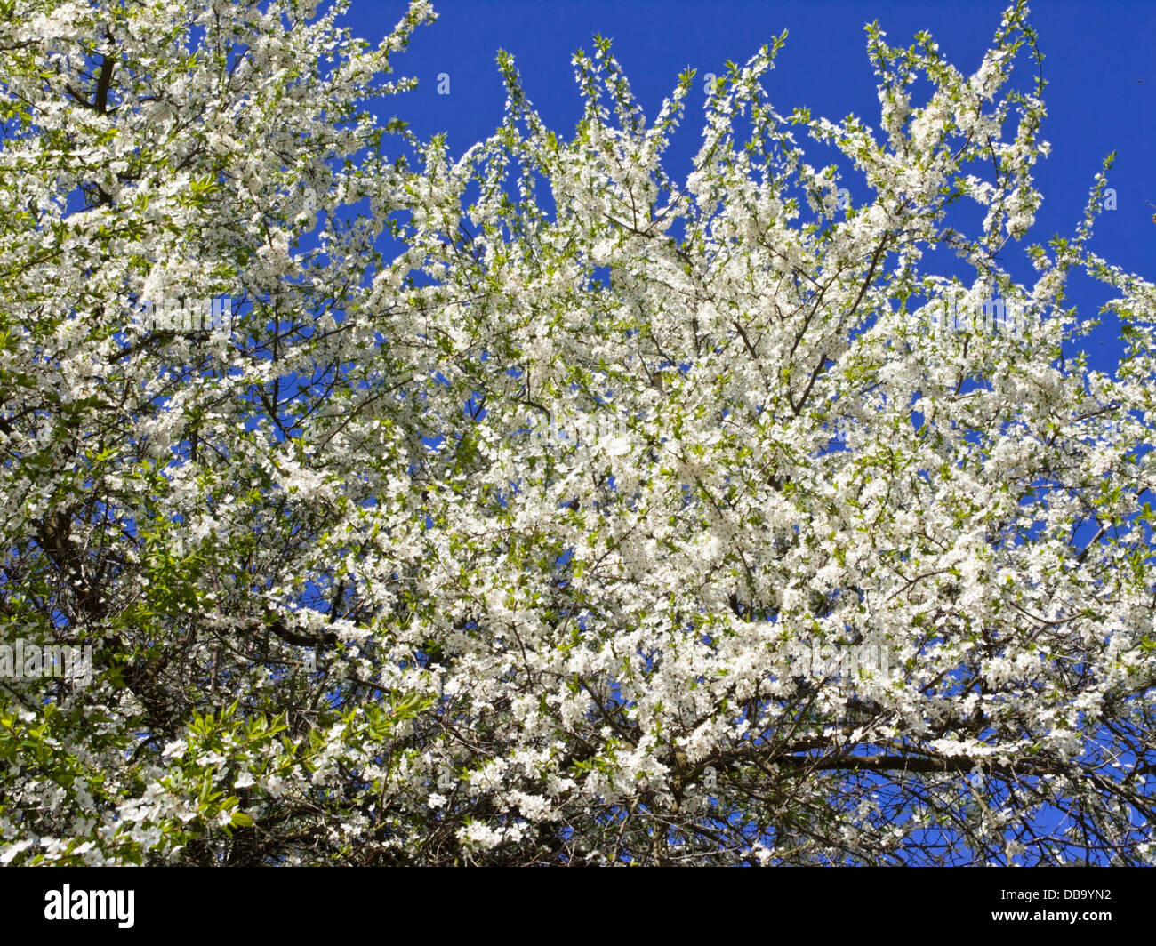 Prunus domestica syriaca hi-res stock photography and images - Alamy