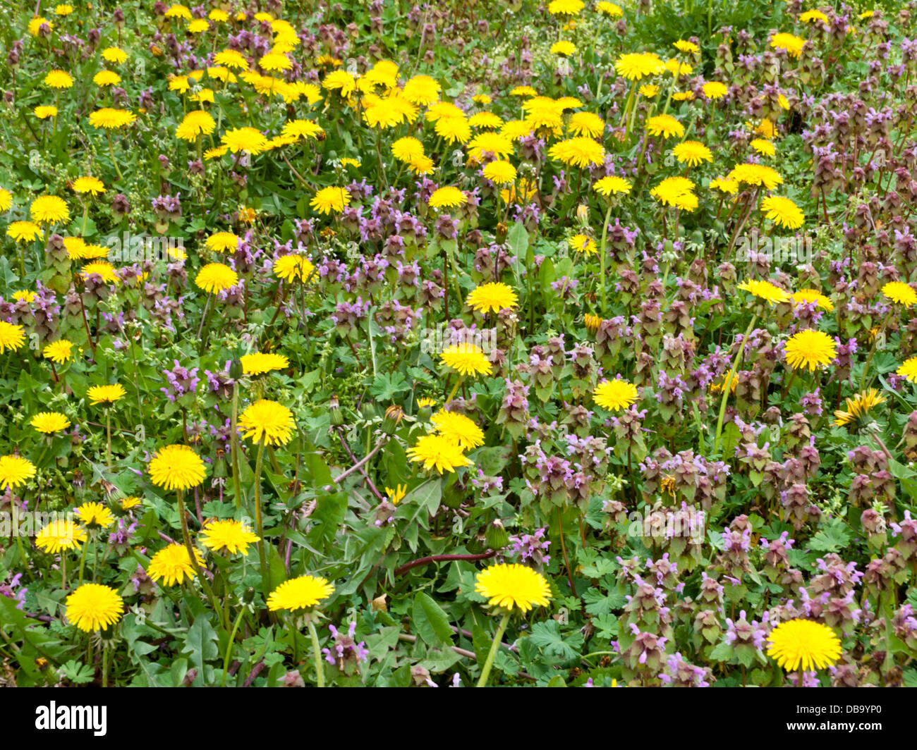 Common dandelion (Taraxacum officinale) and red dead nettle (Lamium ...