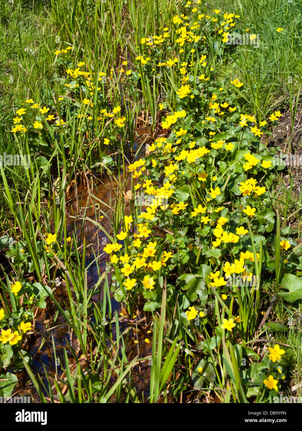 Marsh marigold (Caltha palustris Stock Photo - Alamy