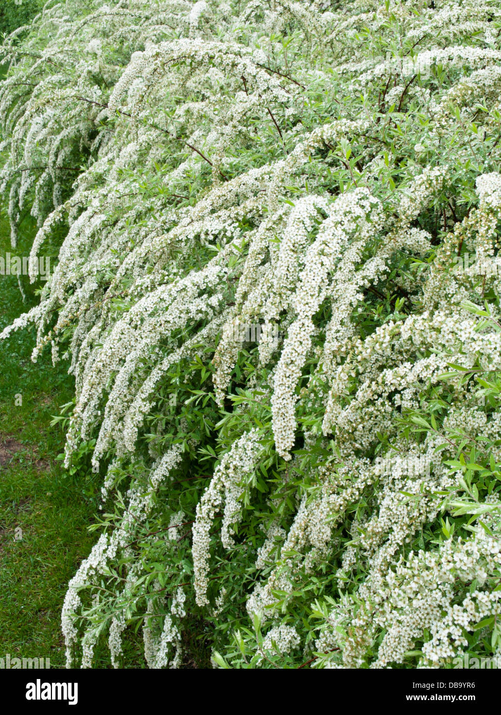 Spiraea grefsheim hi-res stock photography and images - Alamy