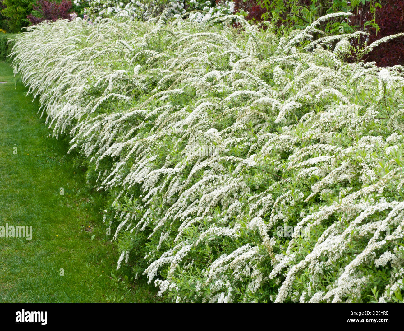 Spiraea x cinerea 'Grefsheim' Stock Photo: 58611714 - Alamy