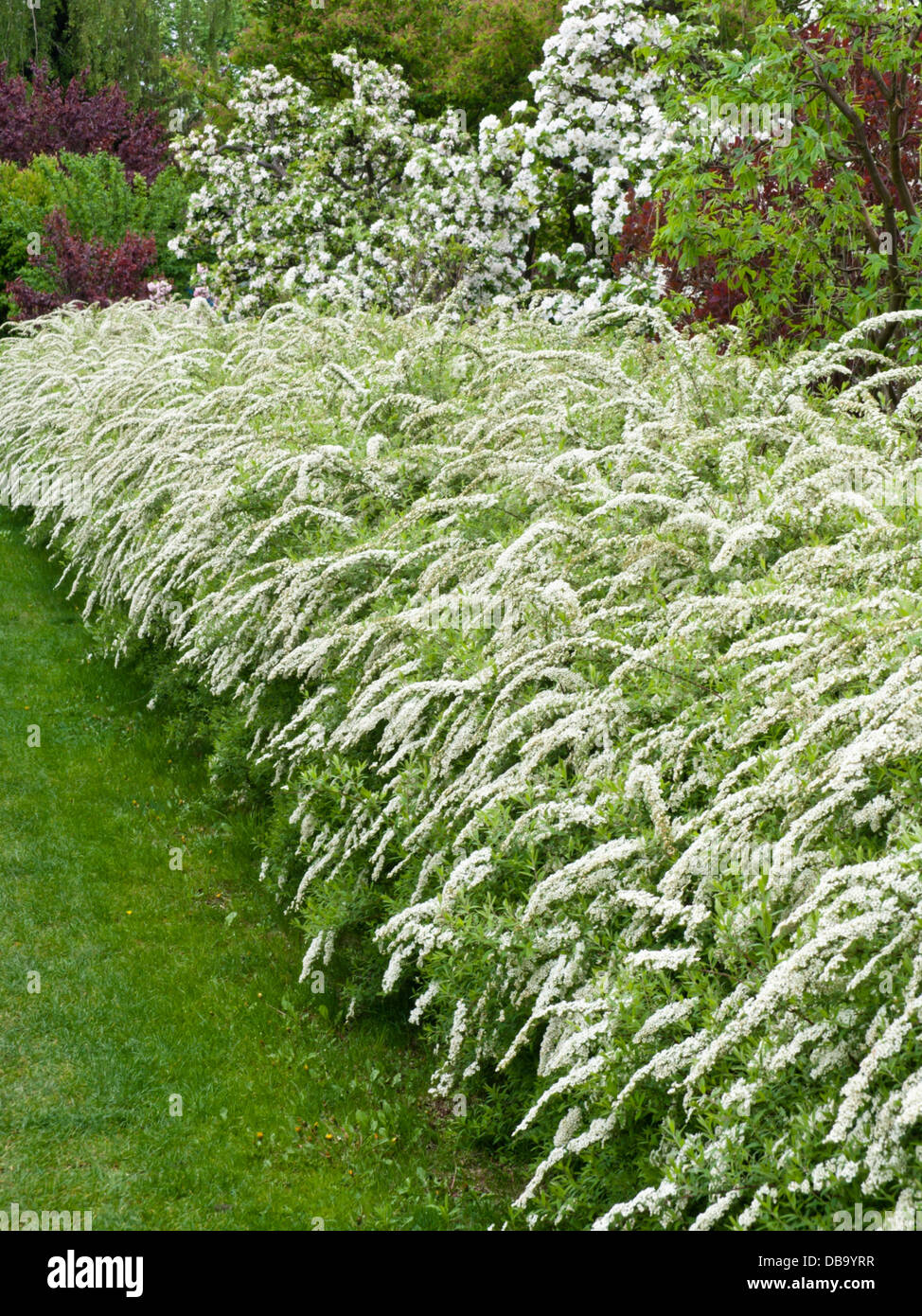 Spiraea x cinerea 'Grefsheim' Stock Photo - Alamy
