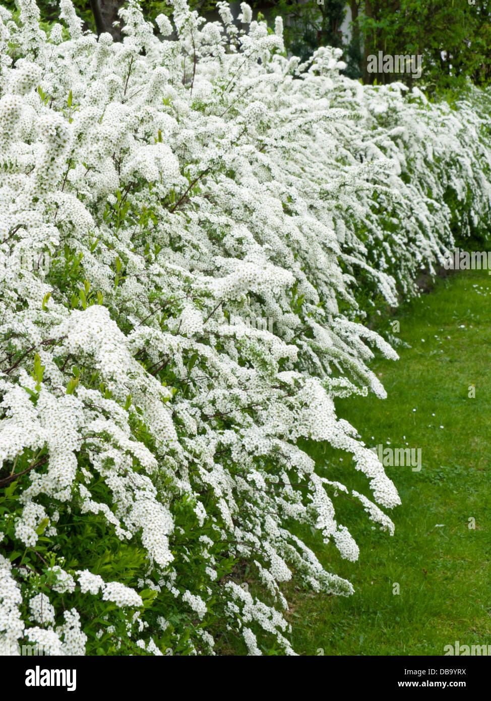 Spiraea x cinerea 'Grefsheim' Stock Photo - Alamy