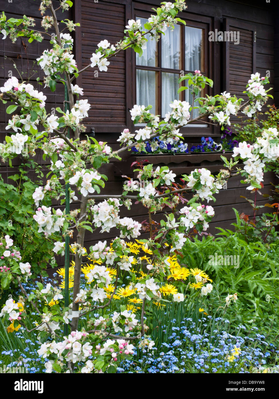 Apple tree in front of a garden house Stock Photo - Alamy