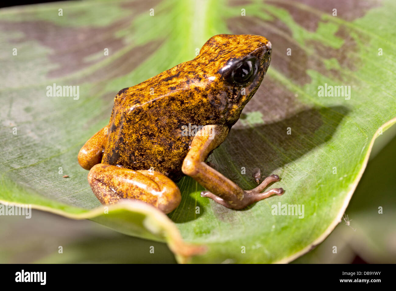Orange poisonous dart frog hi-res stock photography and images - Alamy