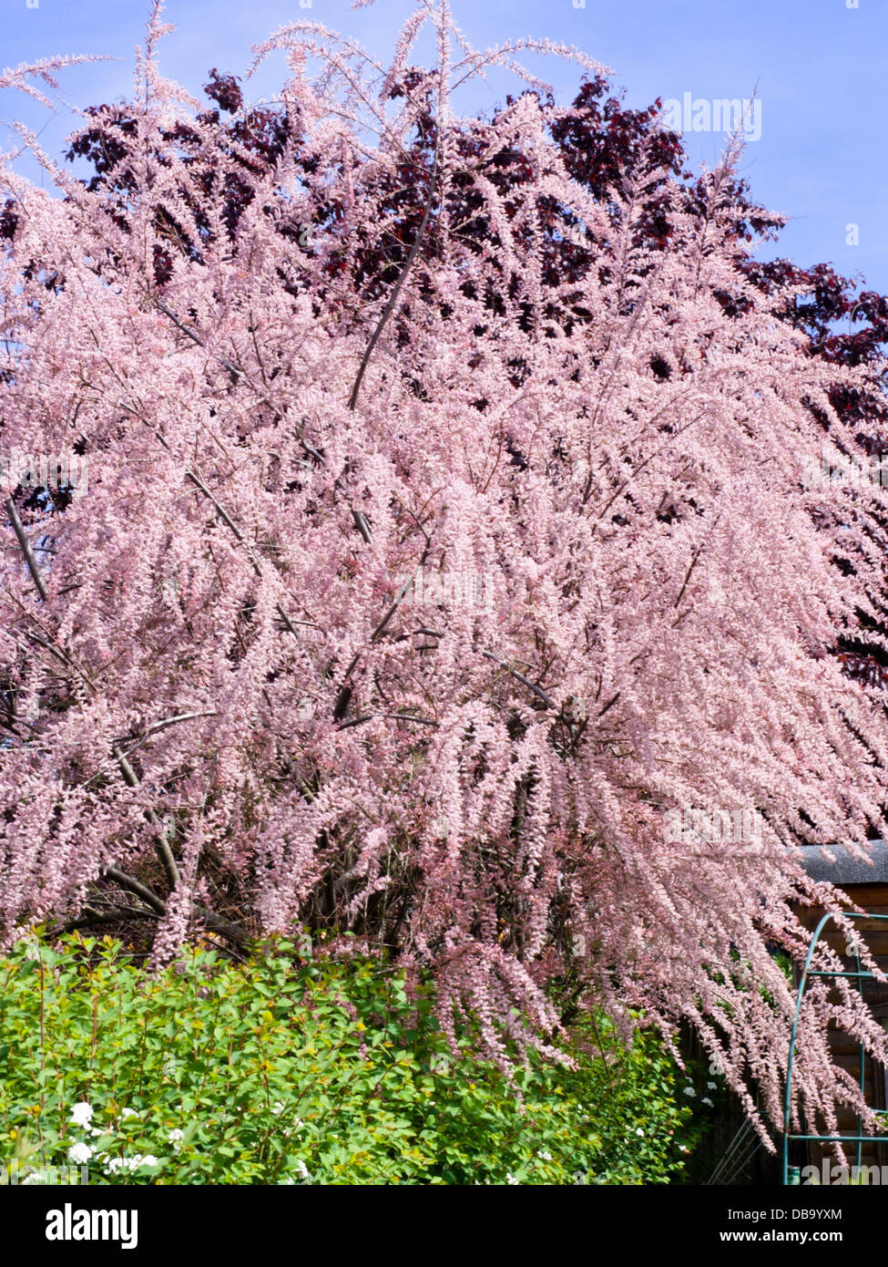 Tamarix flower hi-res stock photography and images - Alamy