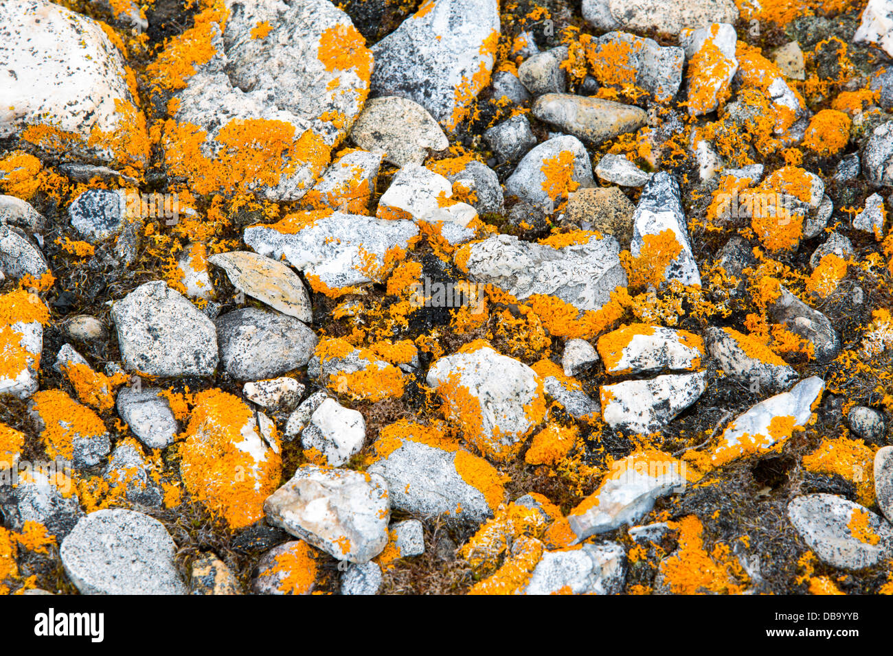 Lichen arctic hi-res stock photography and images - Alamy