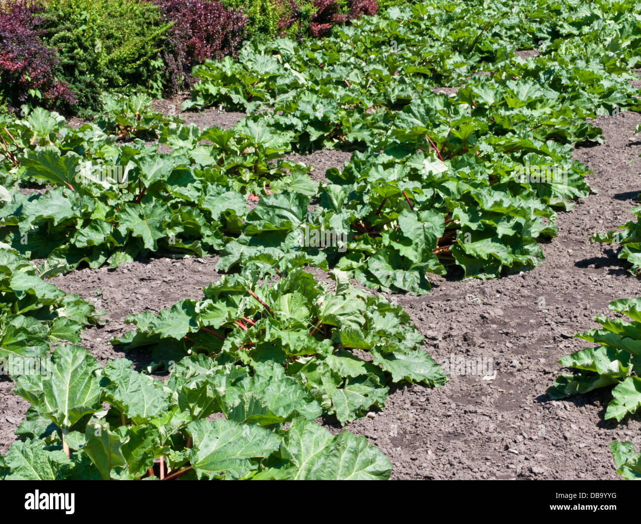 Rheum undulatum hi-res stock photography and images - Alamy