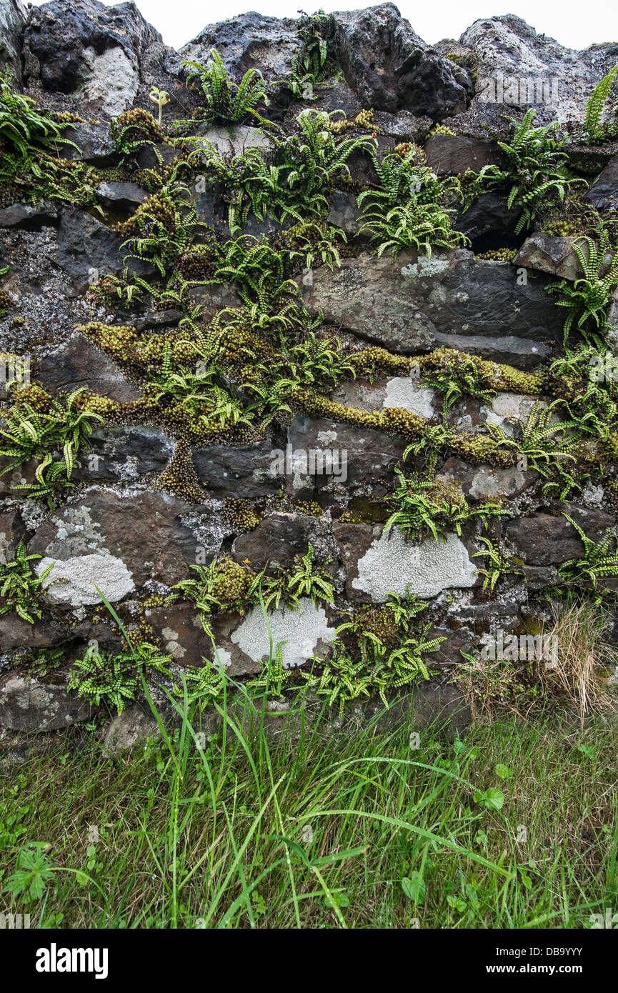 Plants growing on stone hi-res stock photography and images - Alamy