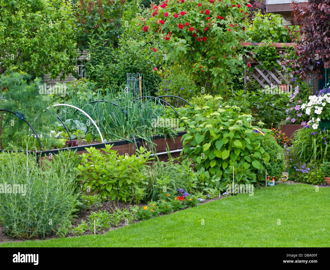 Raised bed with vegetables in an allotment garden Stock Photo - Alamy
