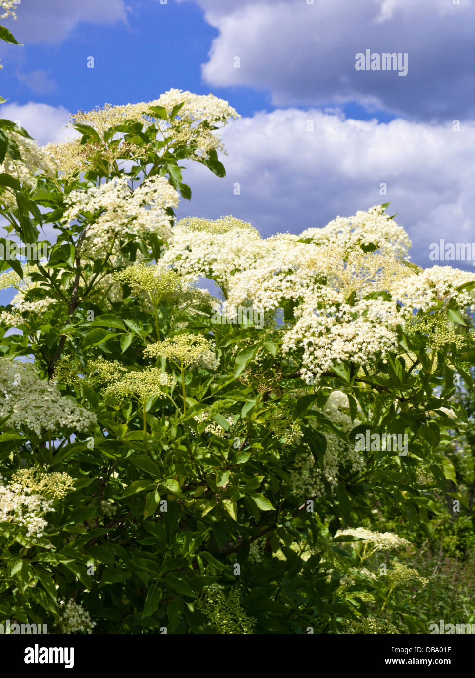 Common elder (Sambucus nigra Stock Photo - Alamy