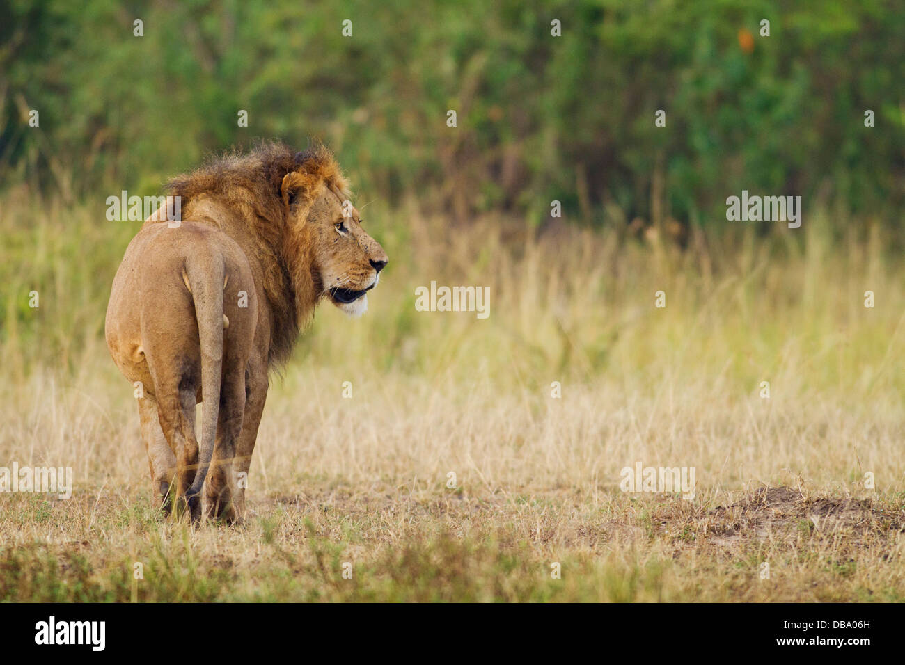 Male African Lion on the move Stock Photo - Alamy