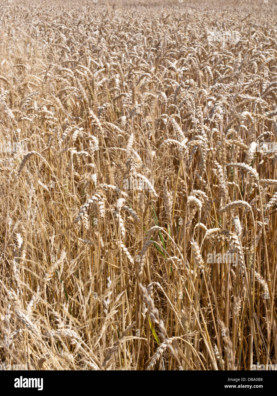 Wheat (Triticum aestivum Stock Photo - Alamy