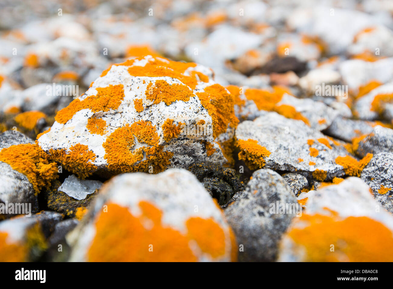 Lichen arctic hi-res stock photography and images - Alamy