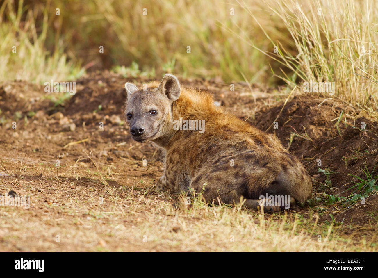 Hyna in the African grassland Stock Photo - Alamy