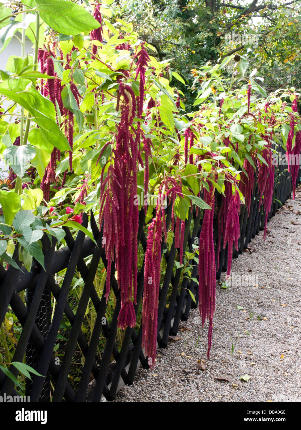 Love lies bleeding (Amaranthus caudatus Stock Photo - Alamy