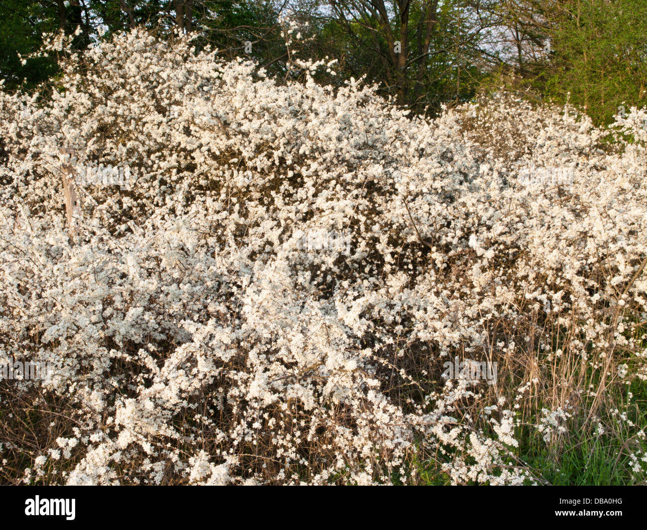 Sloe (Prunus spinosa Stock Photo - Alamy