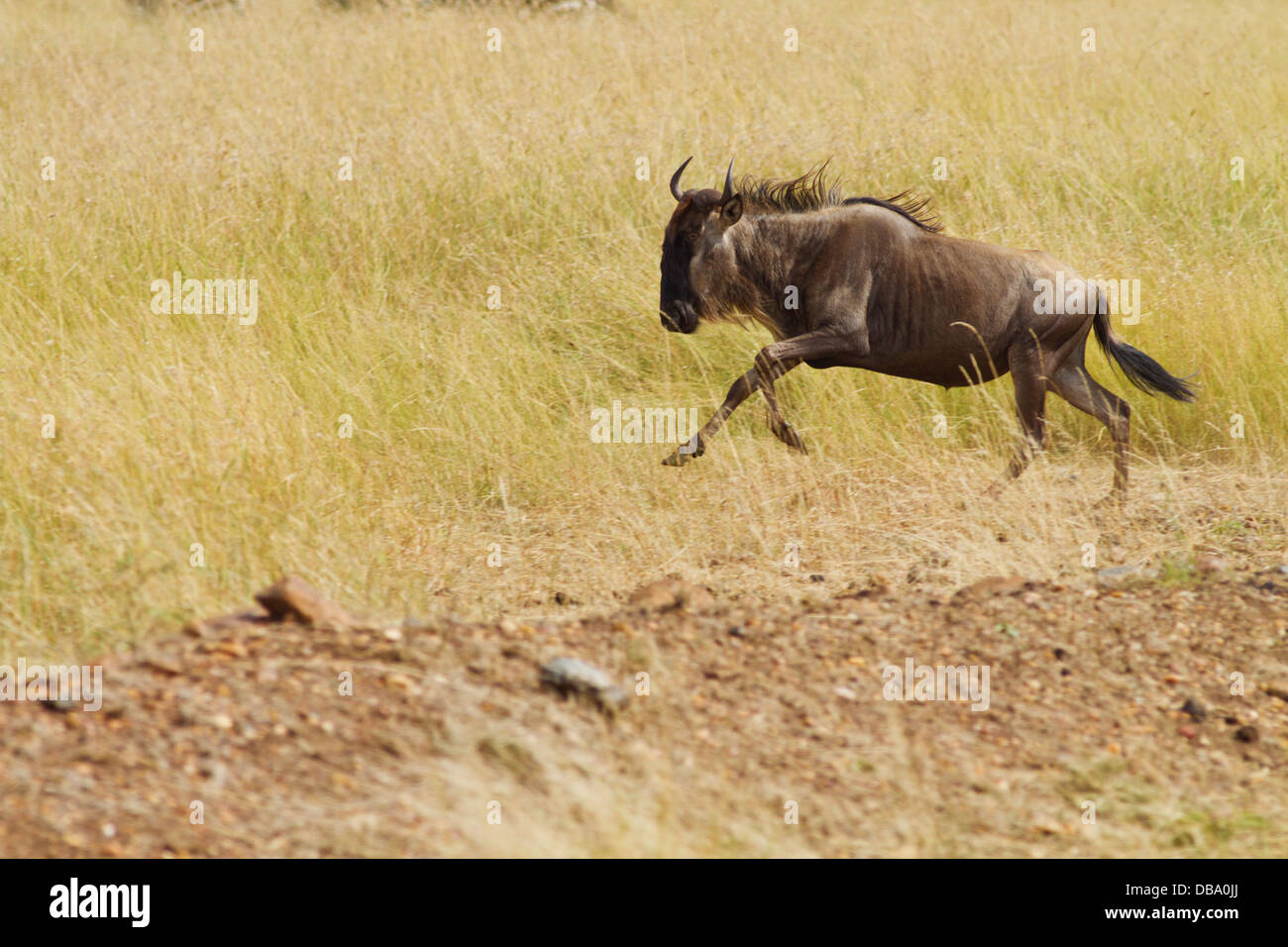 Wildebeest running across the savannah Stock Photo - Alamy