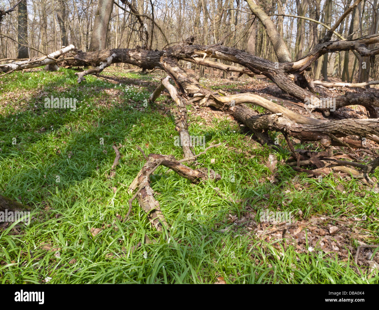 Few flowered leek (Allium paradoxum Stock Photo - Alamy