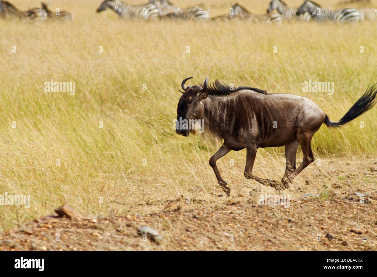 Wildebeest running across the savannah Stock Photo - Alamy