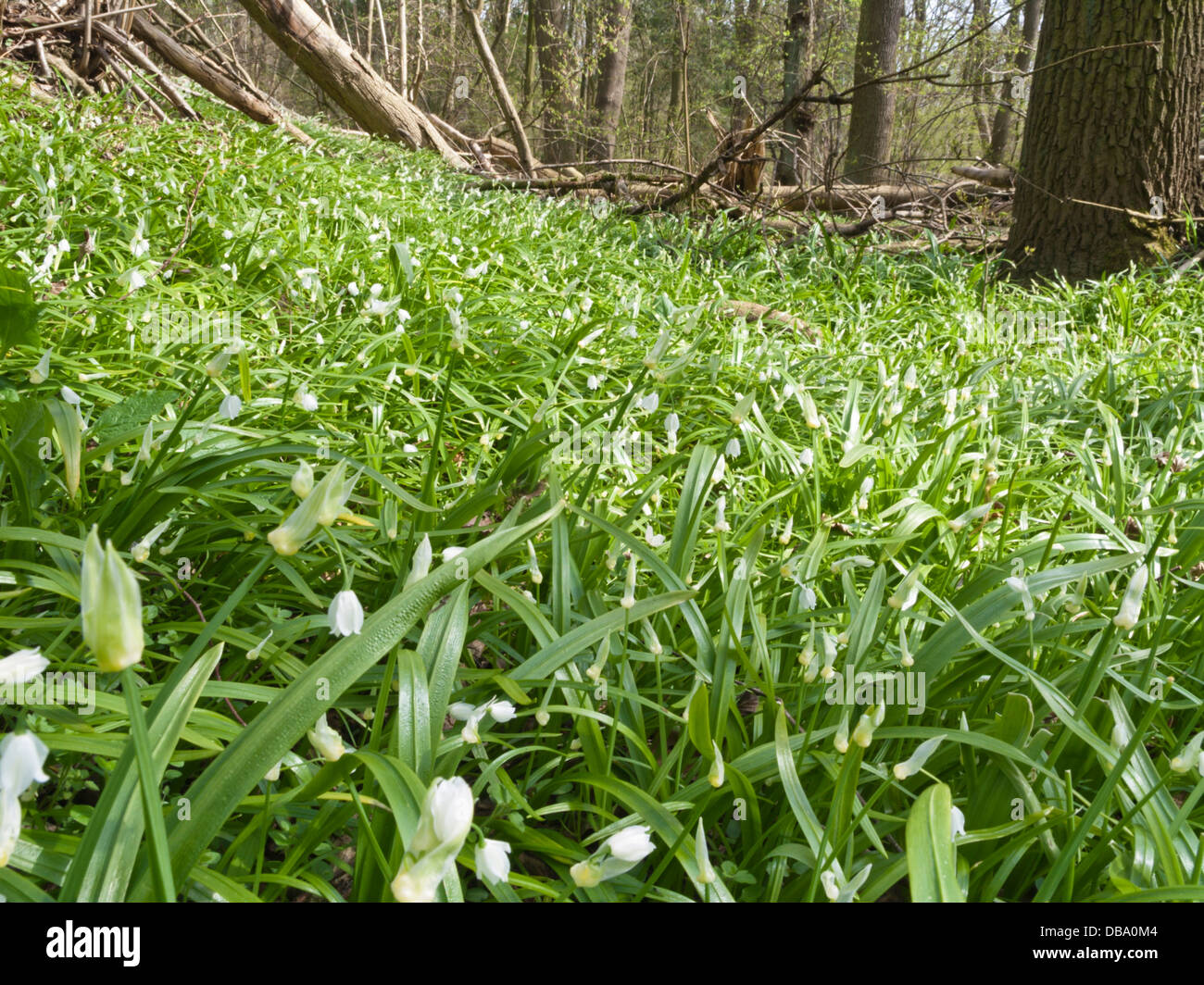Few flowered leeks hi-res stock photography and images - Alamy