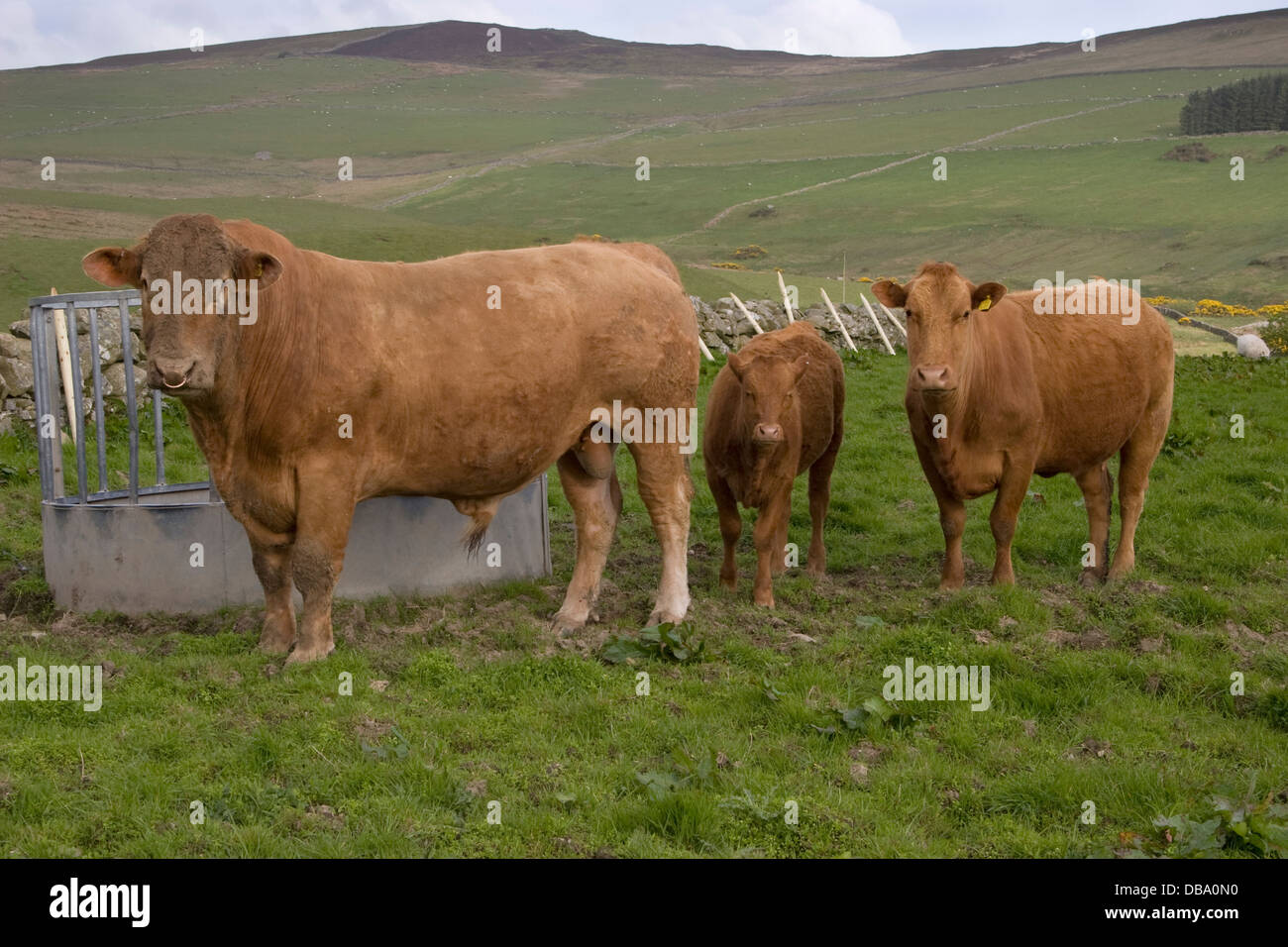 red galloway bulls (Carsluith); Dumfries & Galloway, Scotland Stock ...