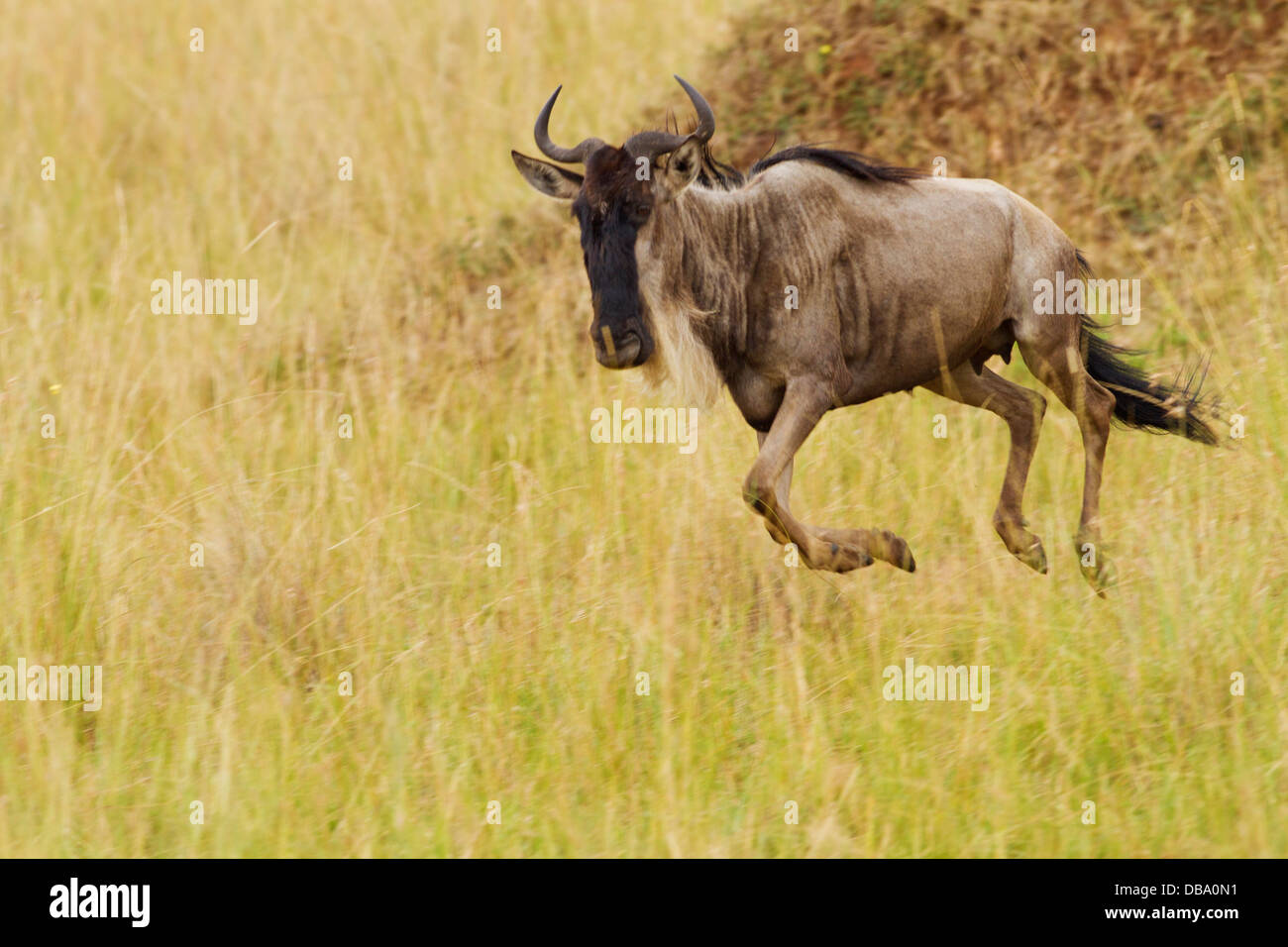 Wildebeest running across the savannah Stock Photo - Alamy