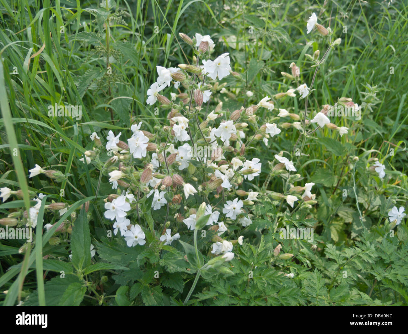 White campion (Silene latifolia Stock Photo - Alamy