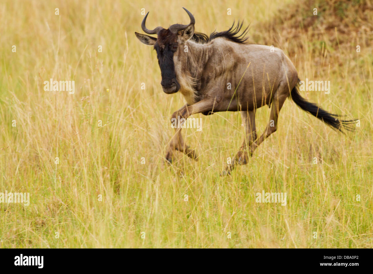 Wildebeest running across the savannah Stock Photo - Alamy