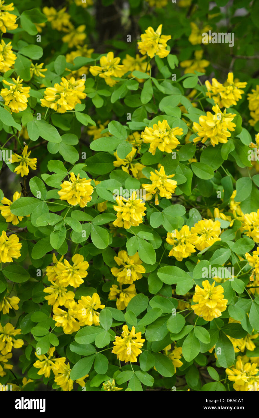Laburnum flower hi-res stock photography and images - Alamy