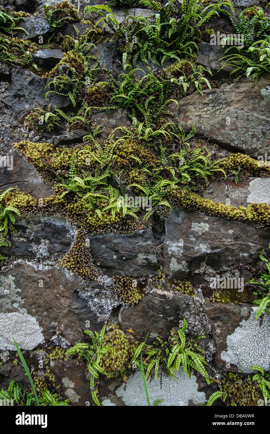 Stone wall with plants hi-res stock photography and images - Alamy