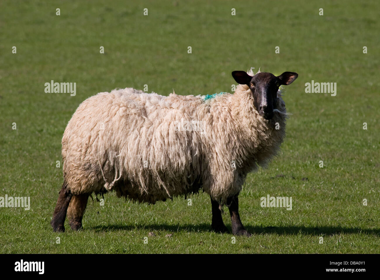 black faced ewe grazing at Dalton, Dumfries & Galloway, Scotland Stock ...