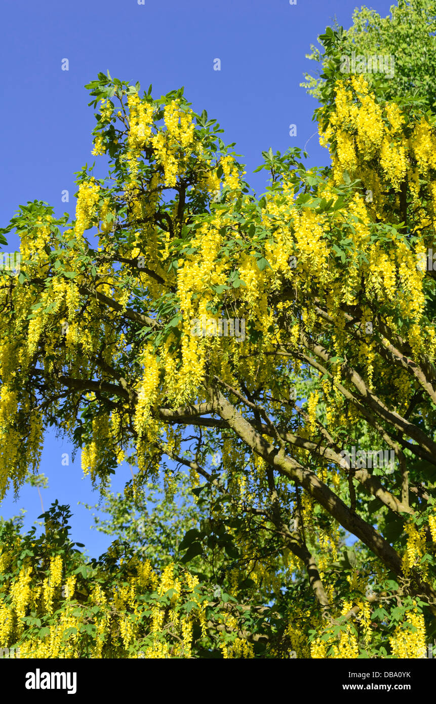 Common laburnum (Laburnum anagyroides Stock Photo - Alamy