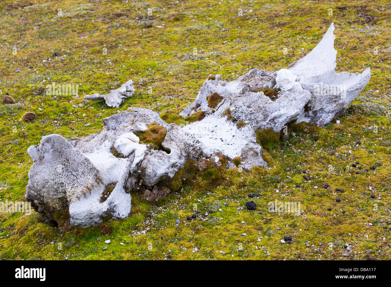 Ancient whale bones (probably a Bow Head Whale) on a raised beach at ...