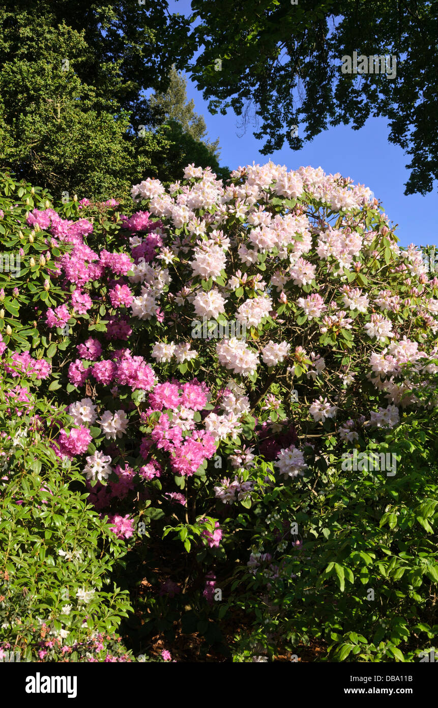 Catawba rhododendron rhododendron catawbiense hi-res stock photography ...