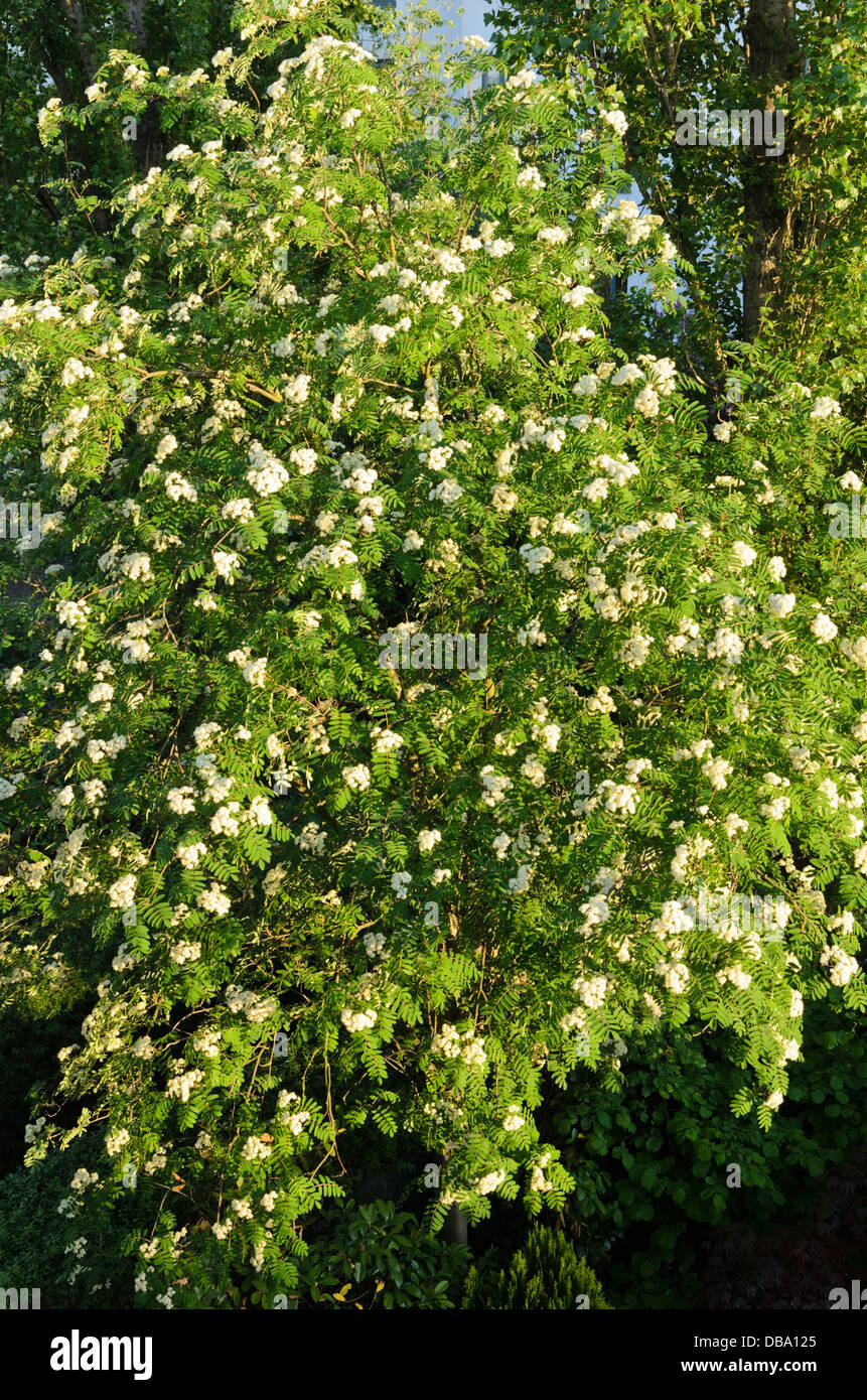 Flora sorbus hi-res stock photography and images - Alamy