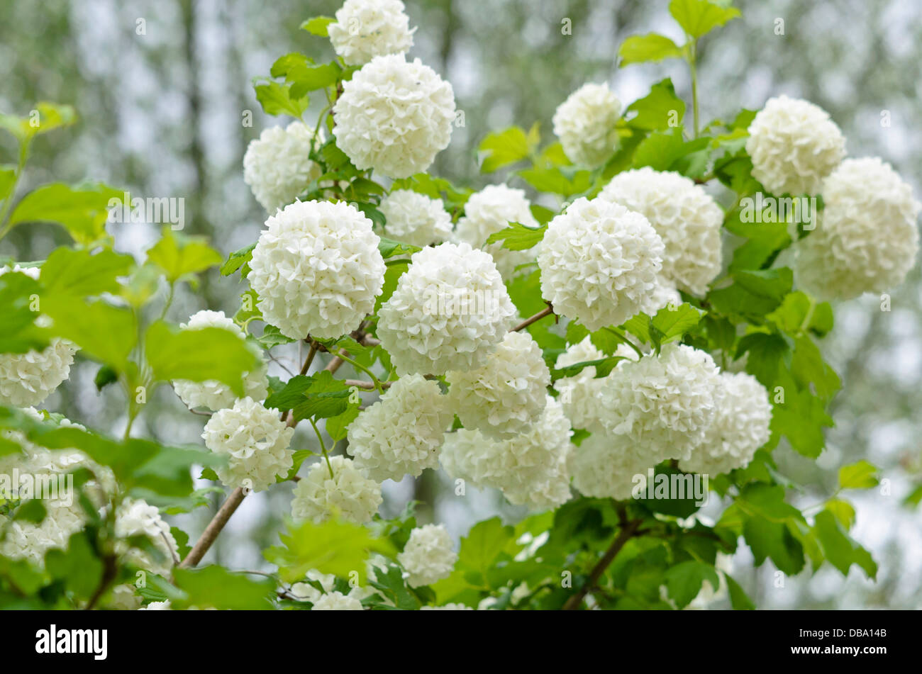 Guelder rose (Viburnum opulus Stock Photo - Alamy