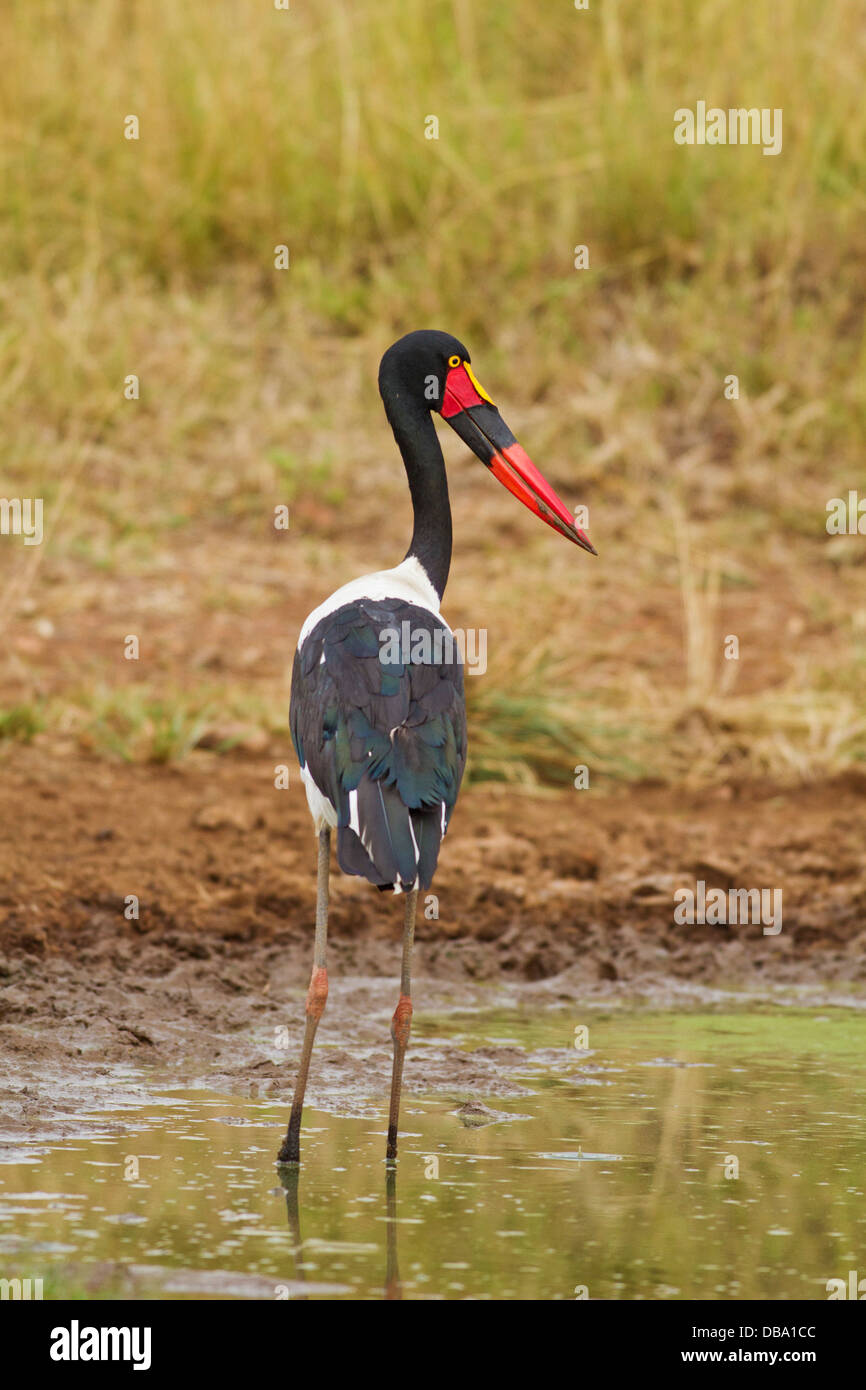 Colourful stork hi-res stock photography and images - Alamy