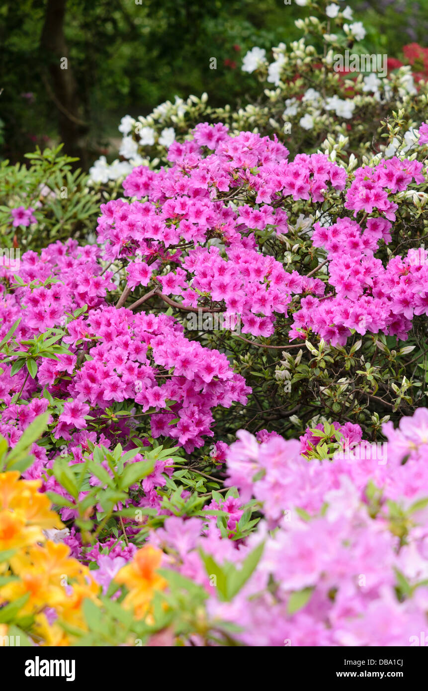 Azalea hi-res stock photography and images - Alamy