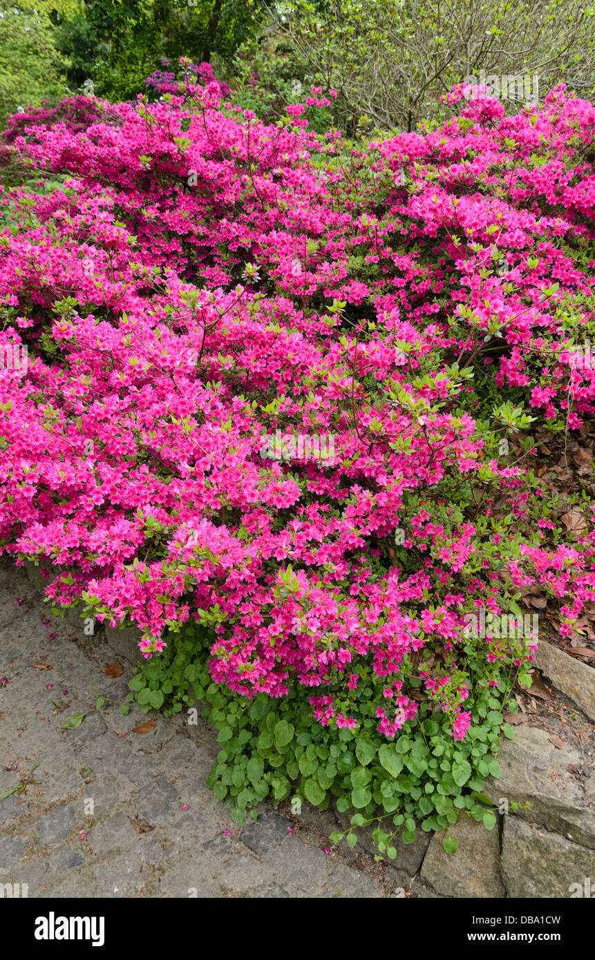 Japanese azalea (Rhododendron x obtusum 'Amoenum' Stock Photo - Alamy