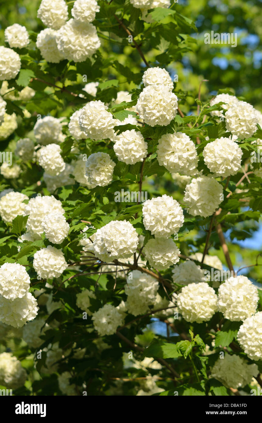 Guelder rose viburnum viburnum opulus hi-res stock photography and ...