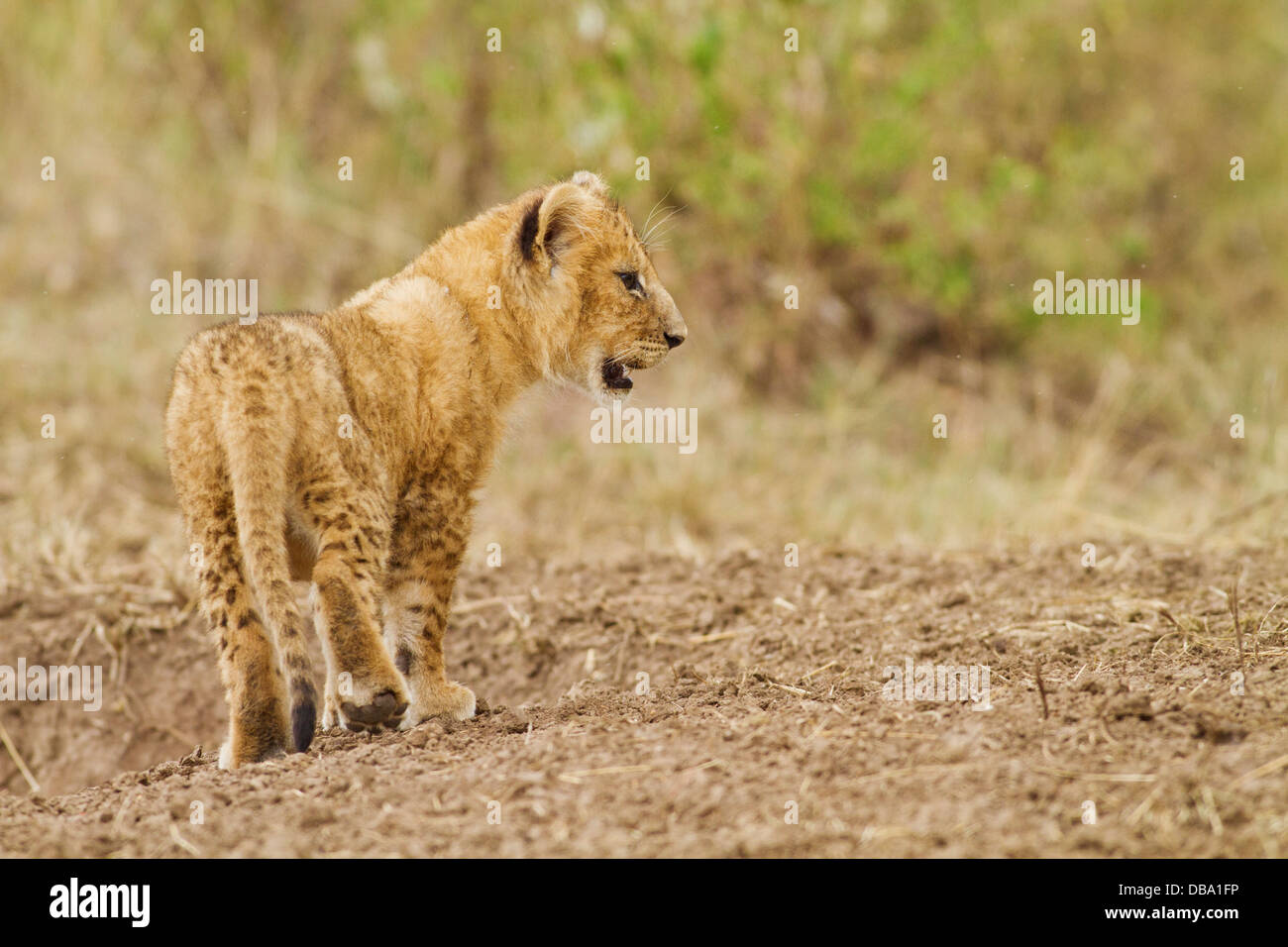 Lion cub, outside den Stock Photo - Alamy